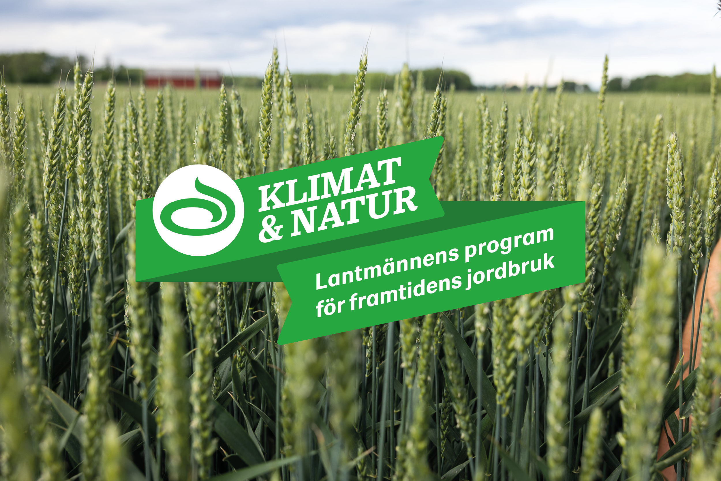 Lantmännen's Climate & Nature cultivation programme celebrates ten years