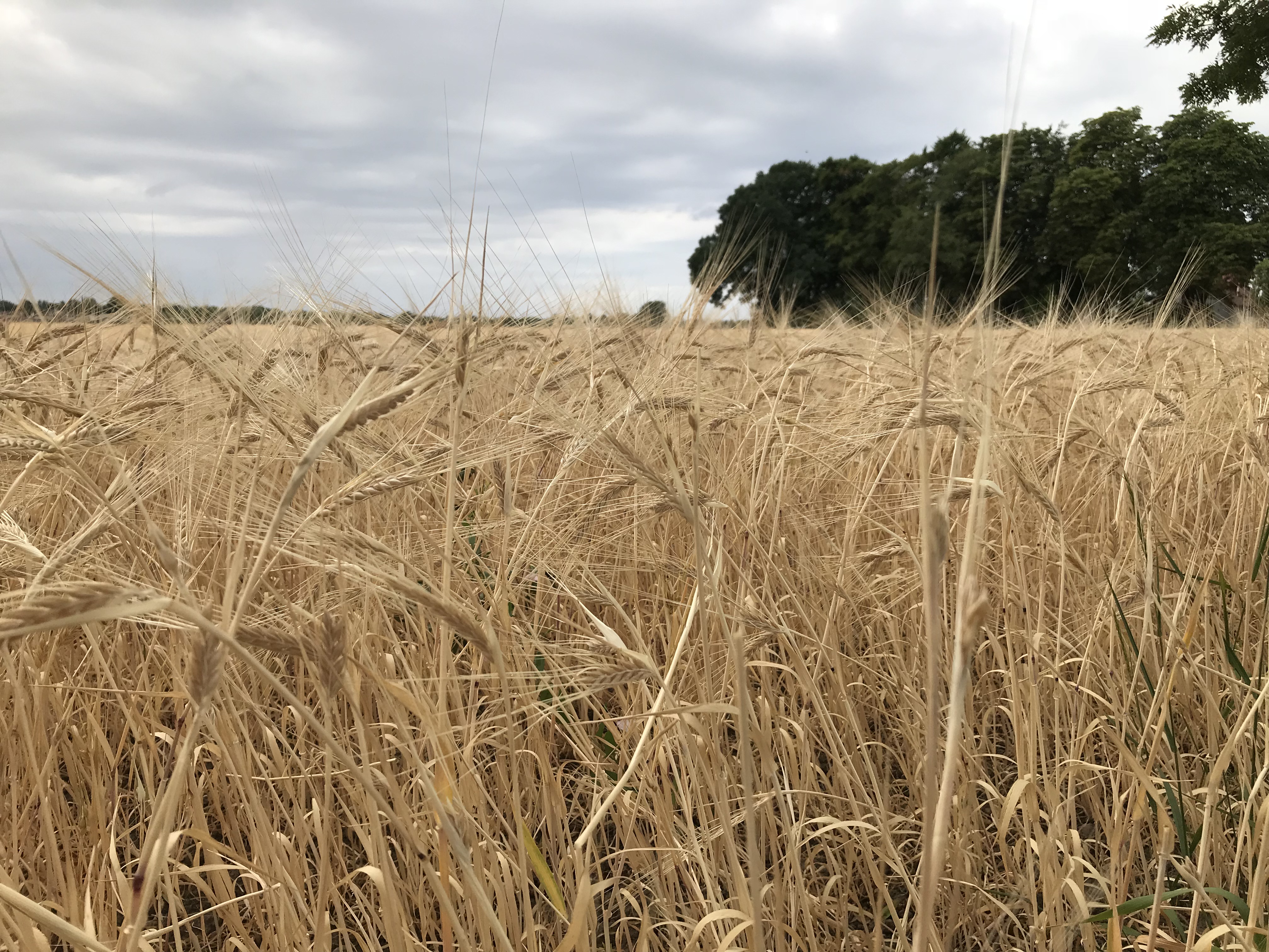 Drought and heat 2018 - Lantmännen supports Swedish farmers